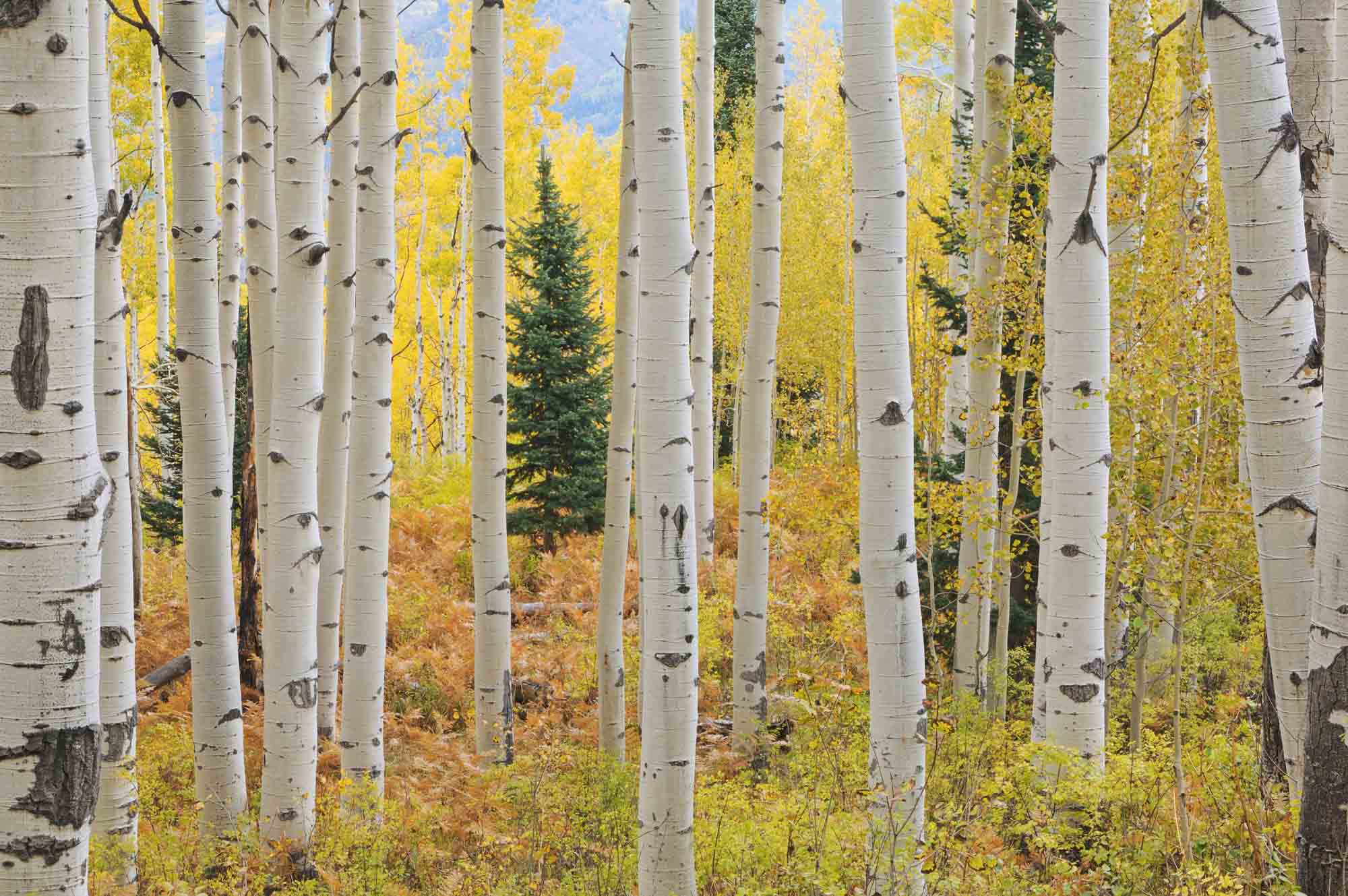 Forêt de Trembles, Montagnes Elk, Colorado