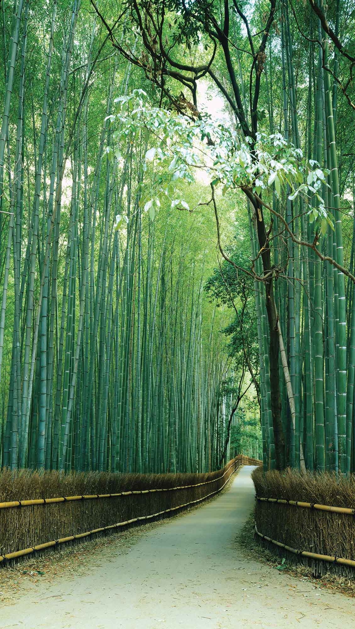 Sagano Bamboo Forest Kyoto Japan