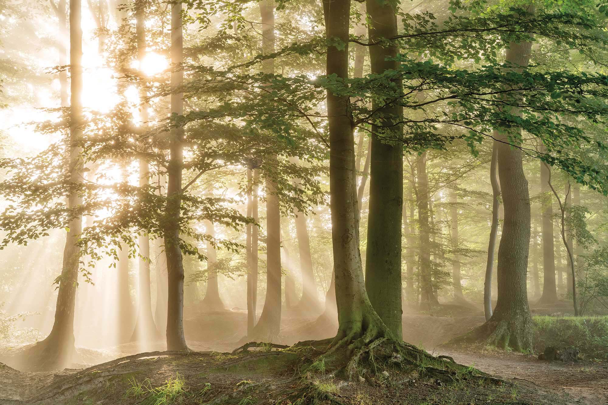 Morning Forest