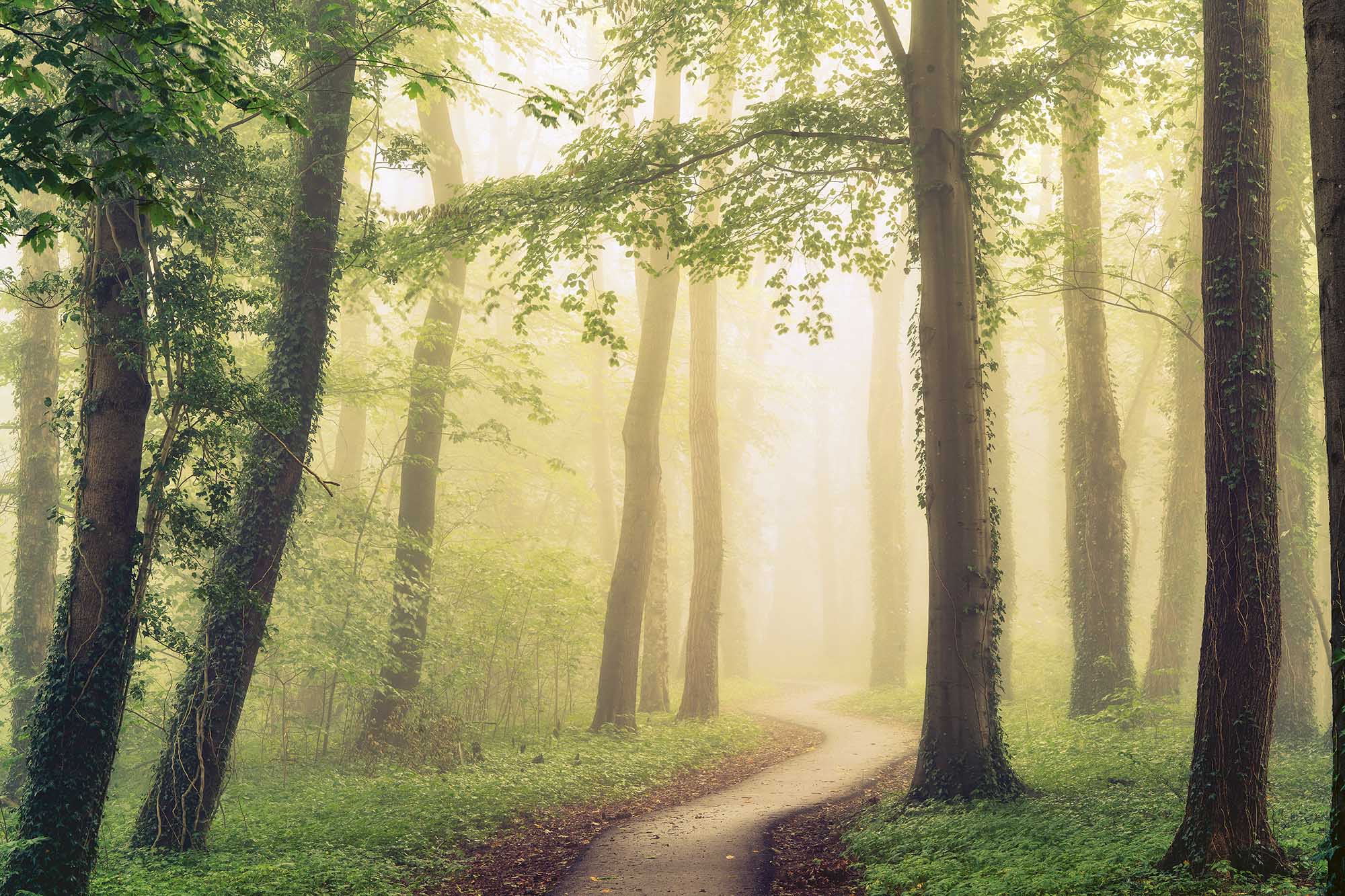 Youwall Forest Path 30k+ Forest Path Pictures | Download Free Images