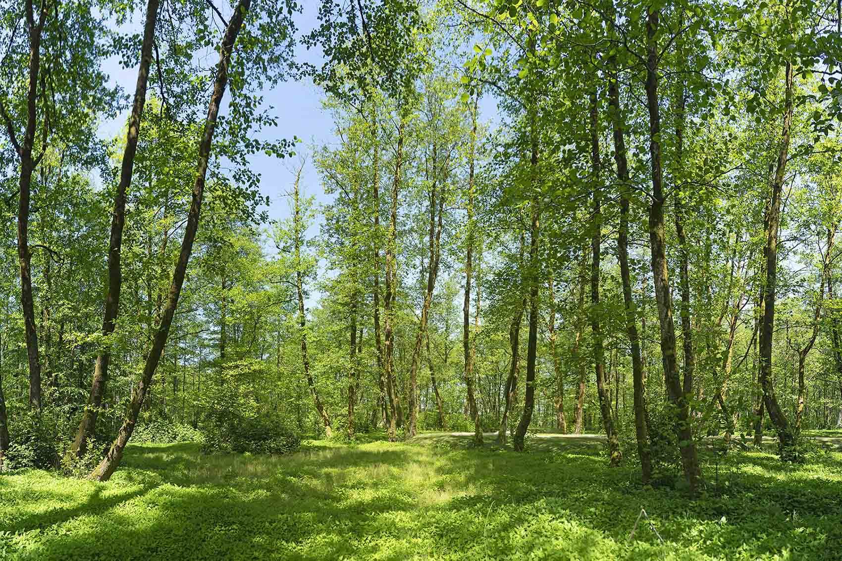 Summer Forest Wallpaper