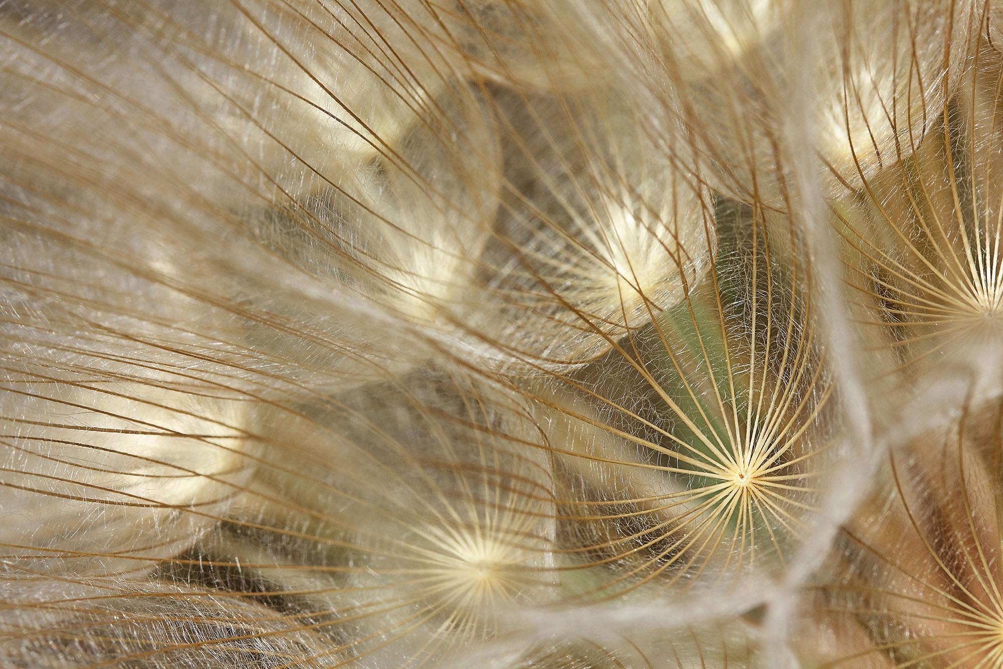 Dandelion Seed