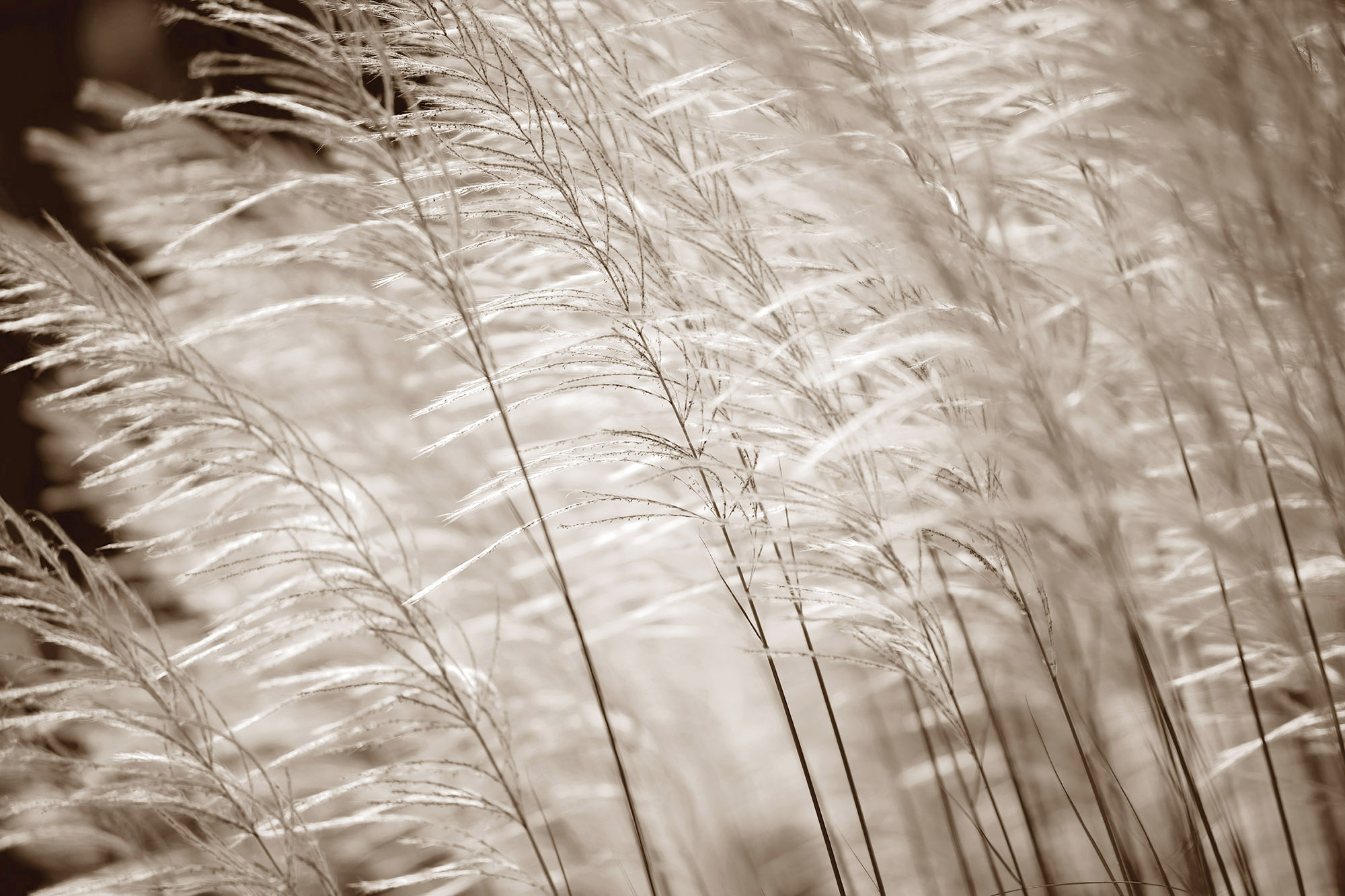 Sepia Wallpapers